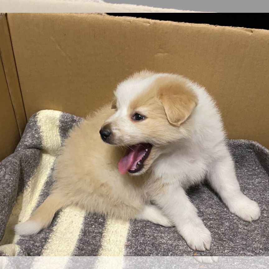 Щенок в добрые руки