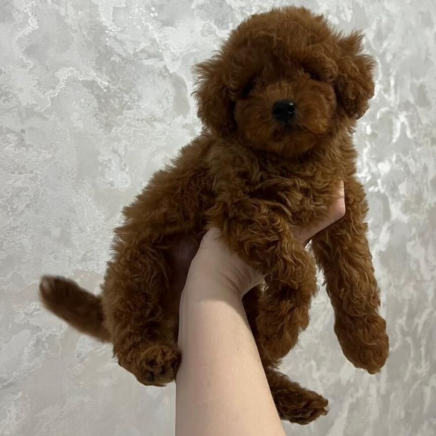 Той-пудель, щенок