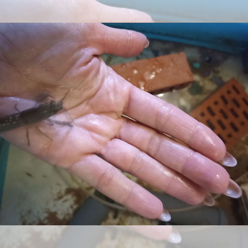 Продам живых раков и гуппи