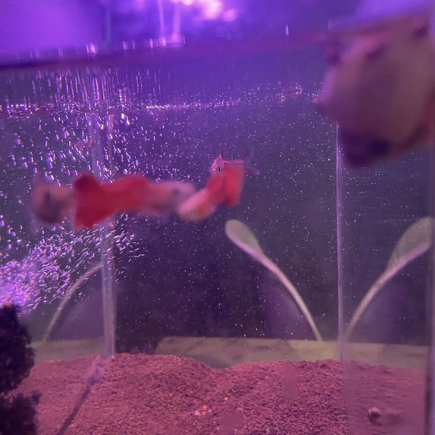 Аквариумные рыбки