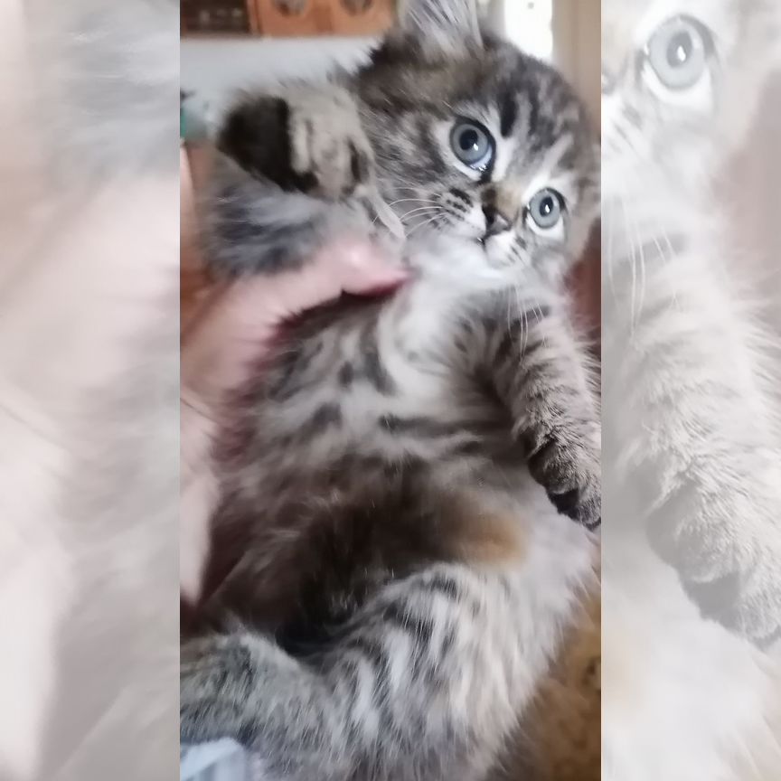 Котята