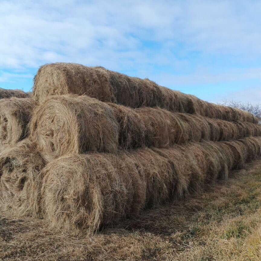 Сено, салома