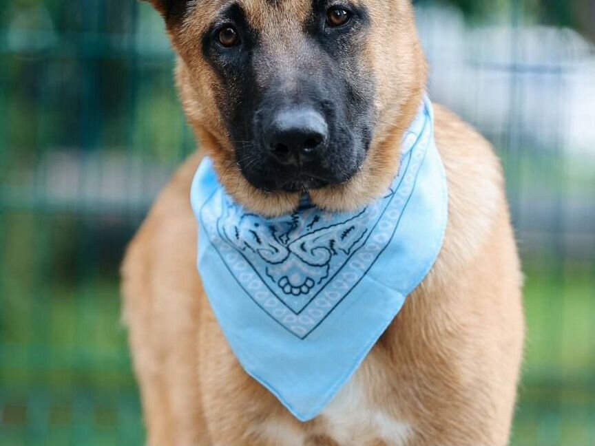 Собака в добрые руки