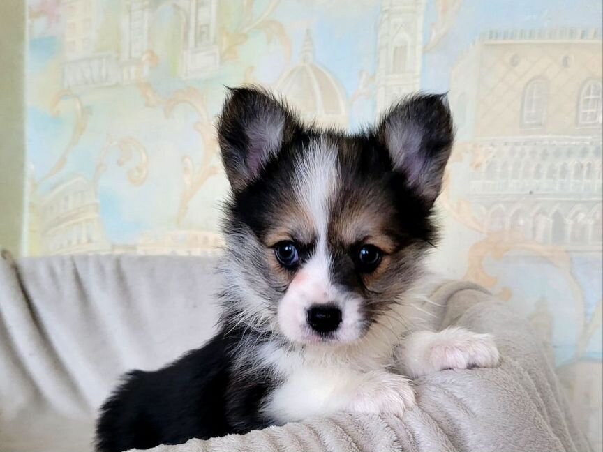 Вельш-корги пемброк девочка