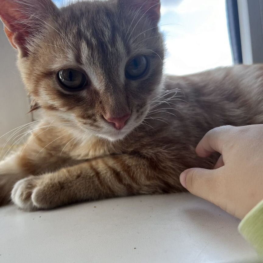 Найдена кошка