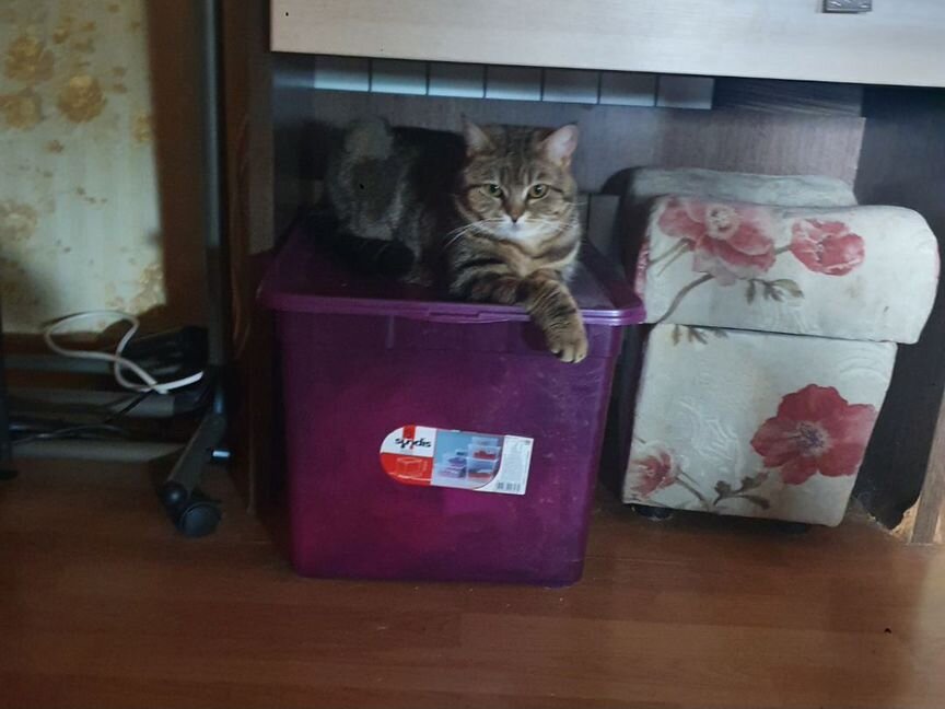 Кошка Мурка