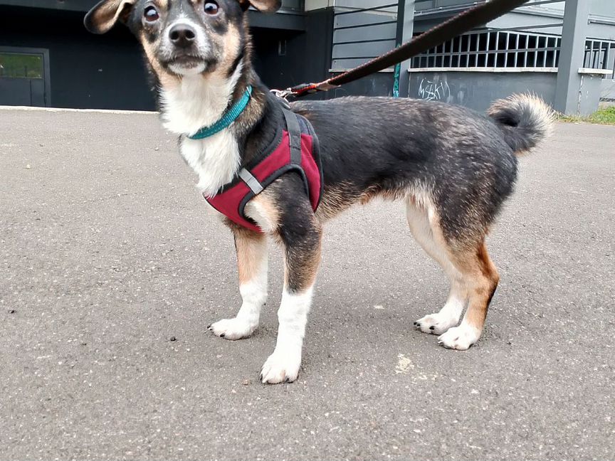 Маленький Бэйбик