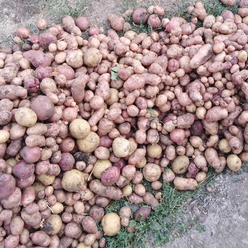 Продам мелкий картофель на корм скоту