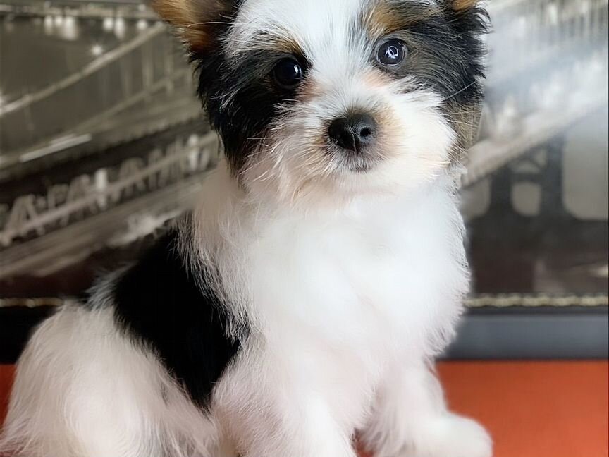 Шикарный мальчик от Чемпионов в Москве