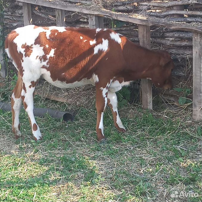 Телочка симментал