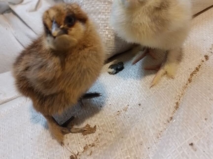 Цыплята брама,кохинхин