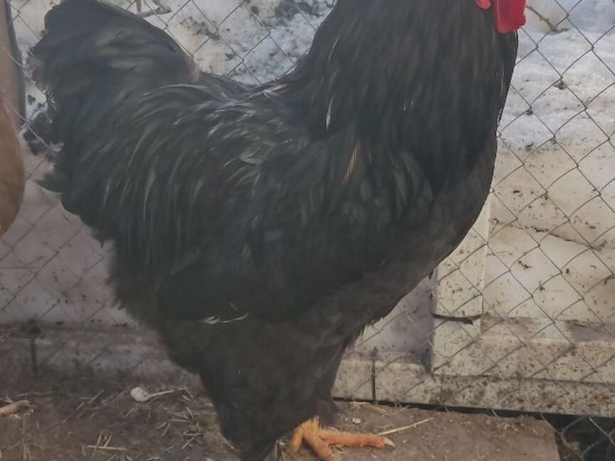 Куры,петухи брама,маран