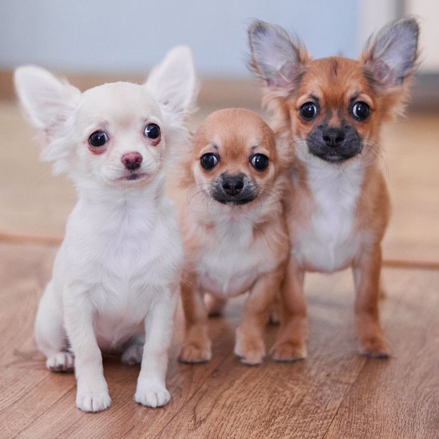 Чихуахуа, щенок