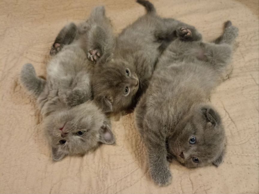 Британские котята