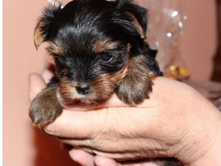 Прелестные щеночки йоркширского терьера мальчики