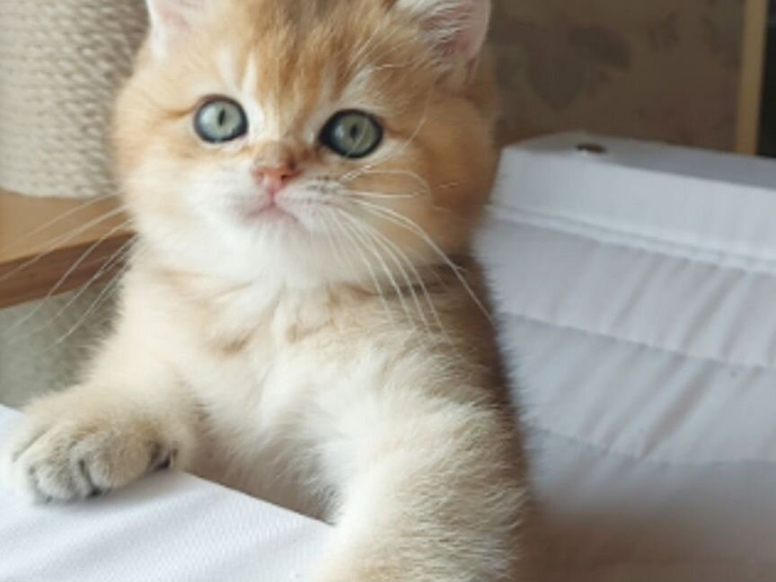 Британская золотая шиншилла