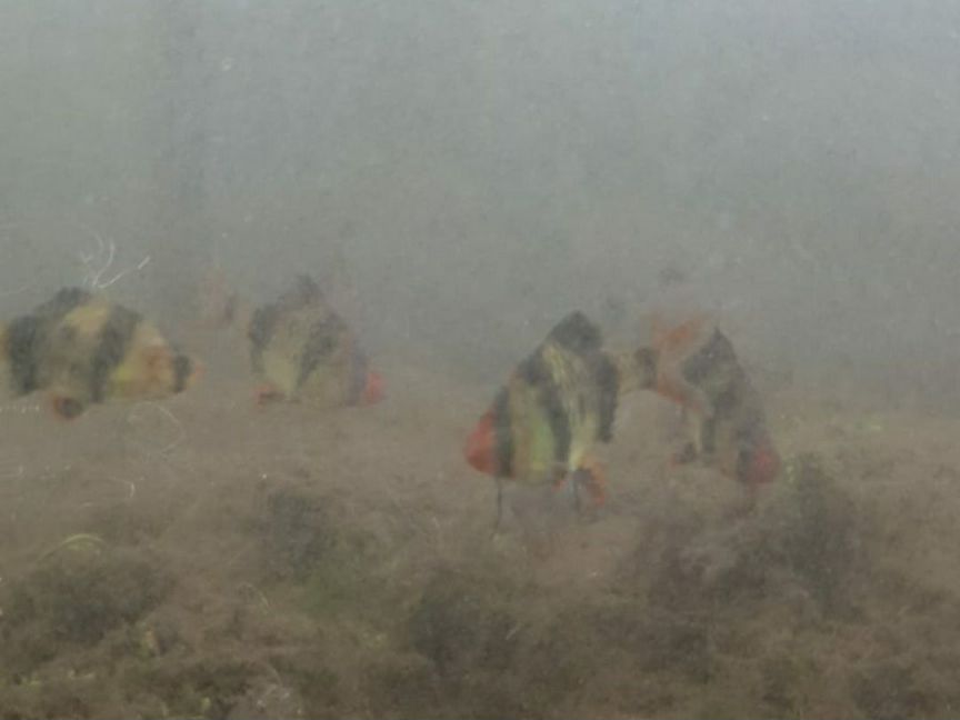 Аквариумные рыбки бесплатно