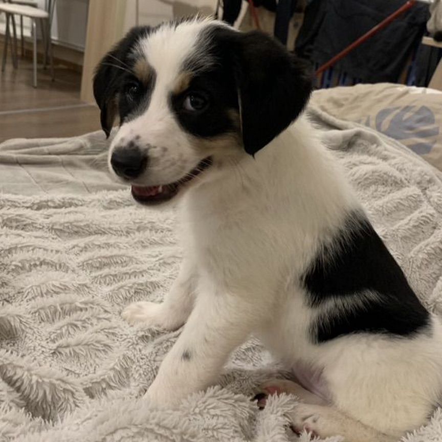 Щенок в добрые руки