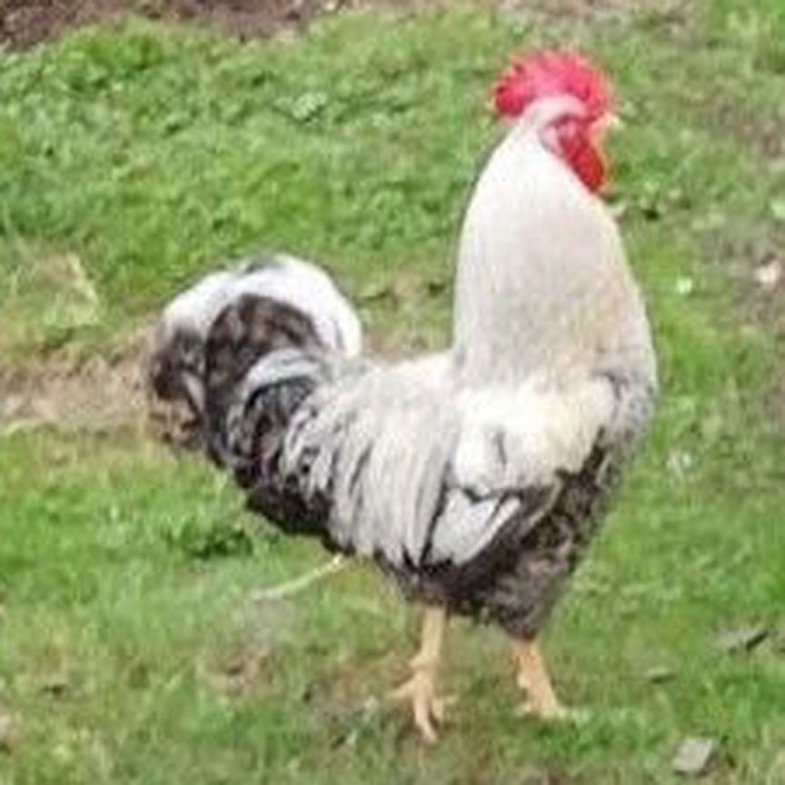 Молодые петухи доминант