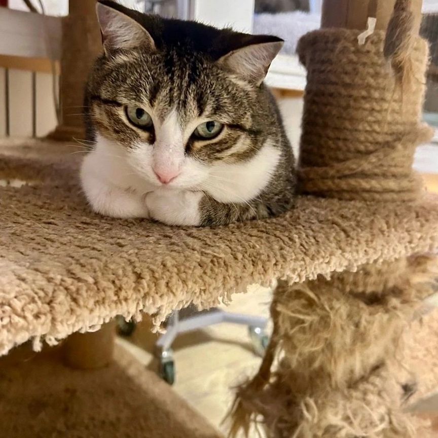 Воспитанная скромная ласковая кошка