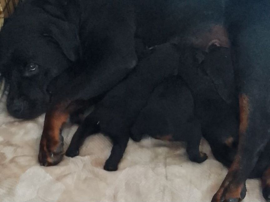 Щенки ротвейлера