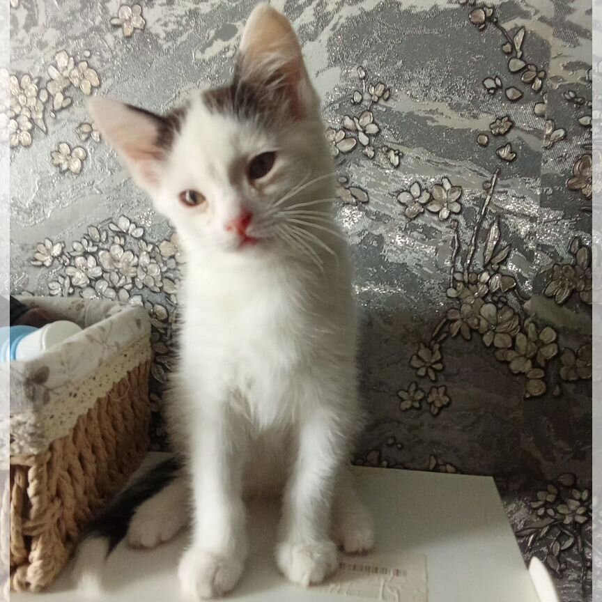 Котёнок в добрые руки