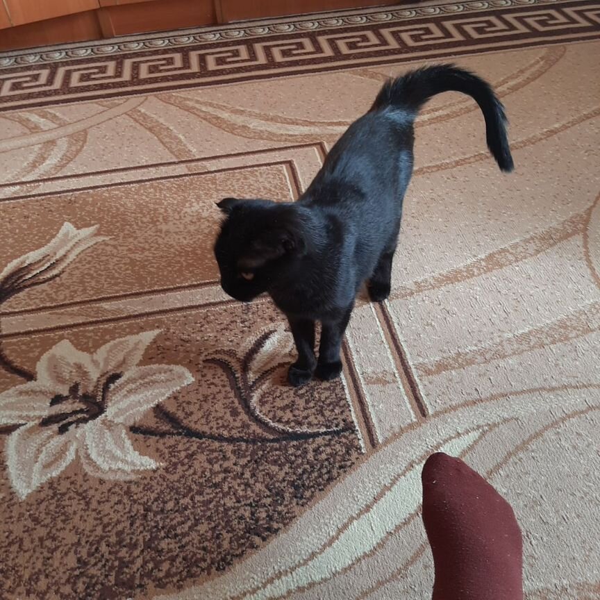 Кошка черная вислоухая