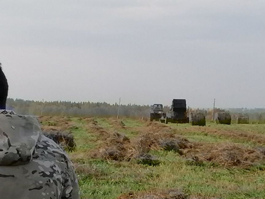 Сено сеяное