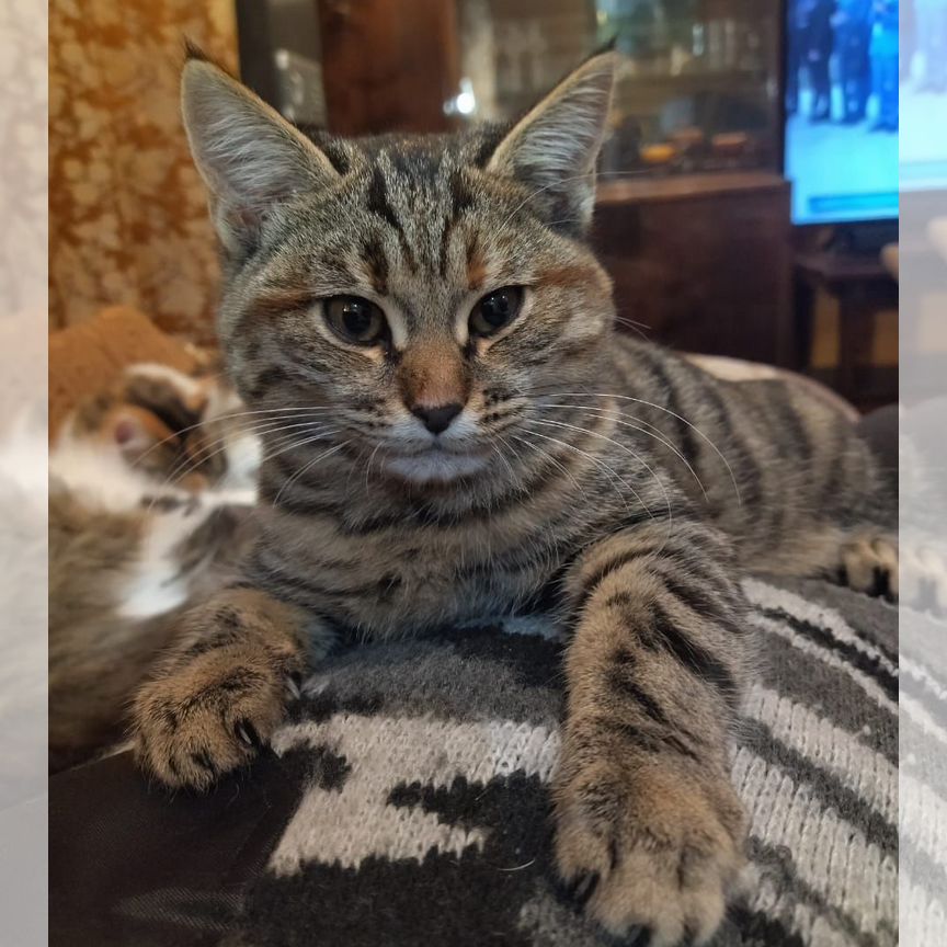 Котёнок от частного владельца