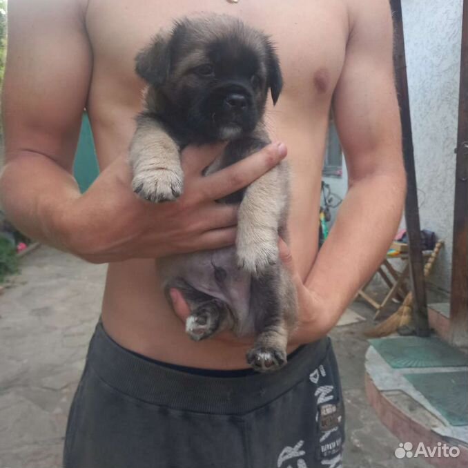 Щенок пекинес