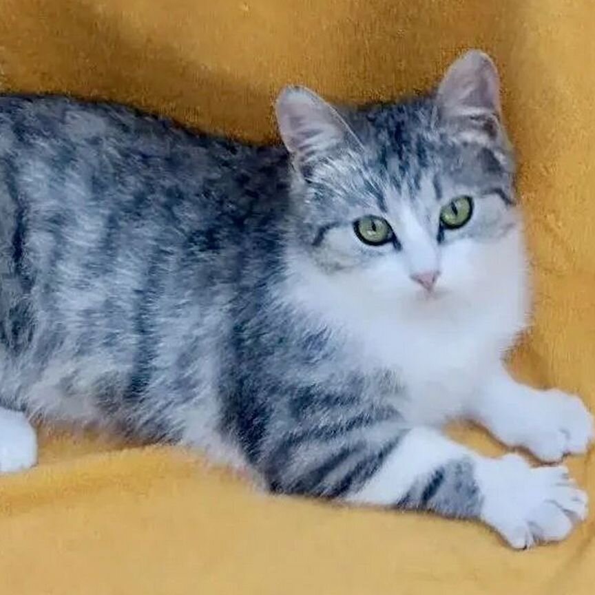 Котёнок в добрые руки