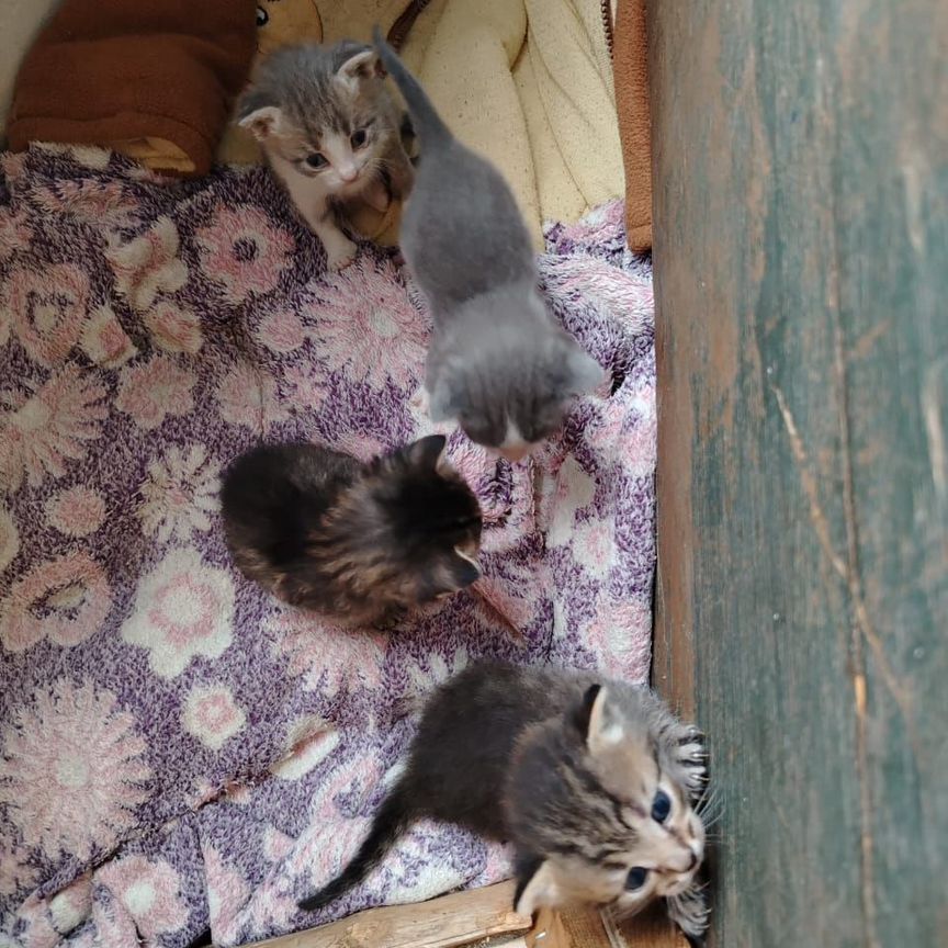 Котята в добрые руки