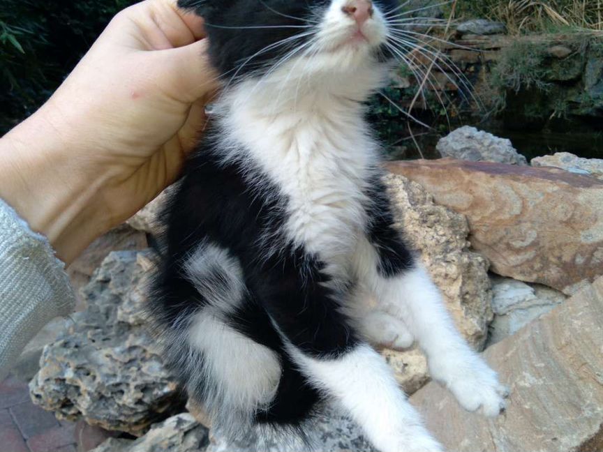 Котята в смокингах