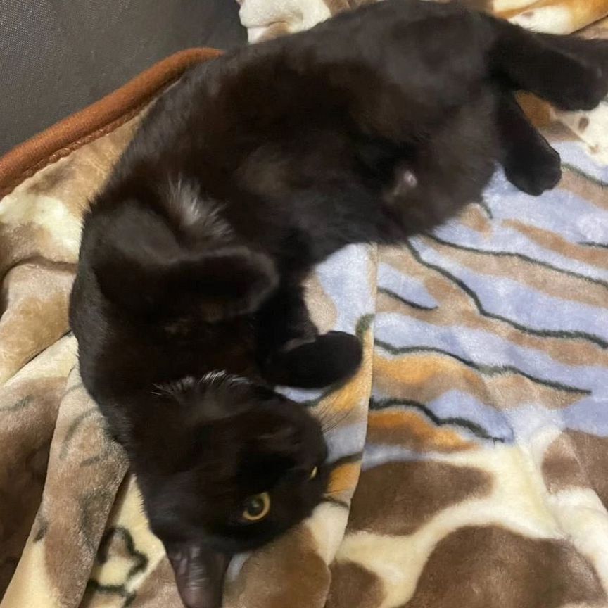 Котенка выбросили на улицу. Но добро победит