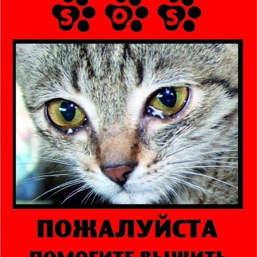 Кошки в добрые руки