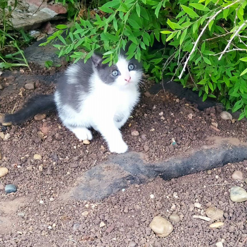 Котенок