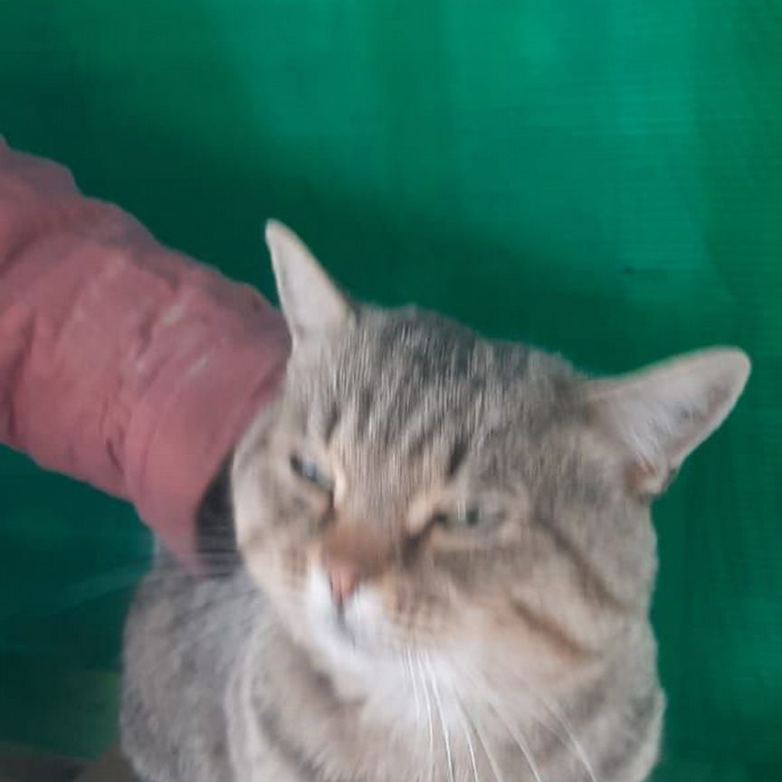 Бездомный кот