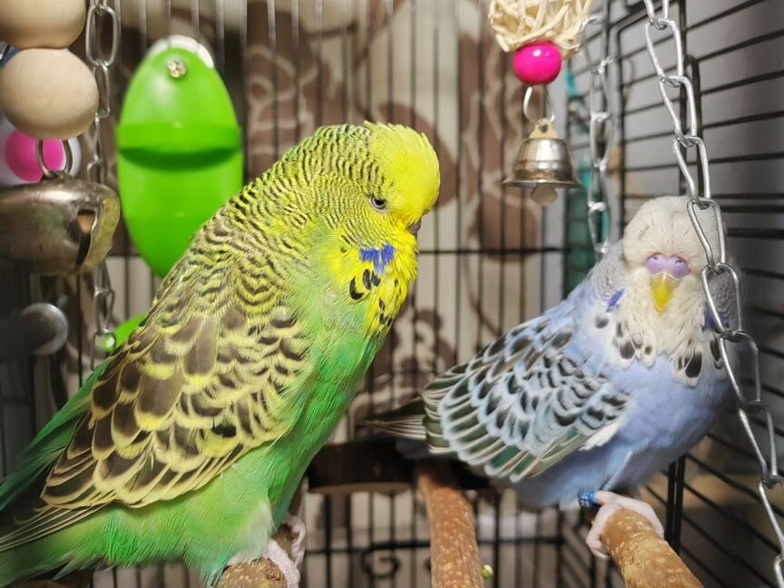 Выстовочные Чехи ввп