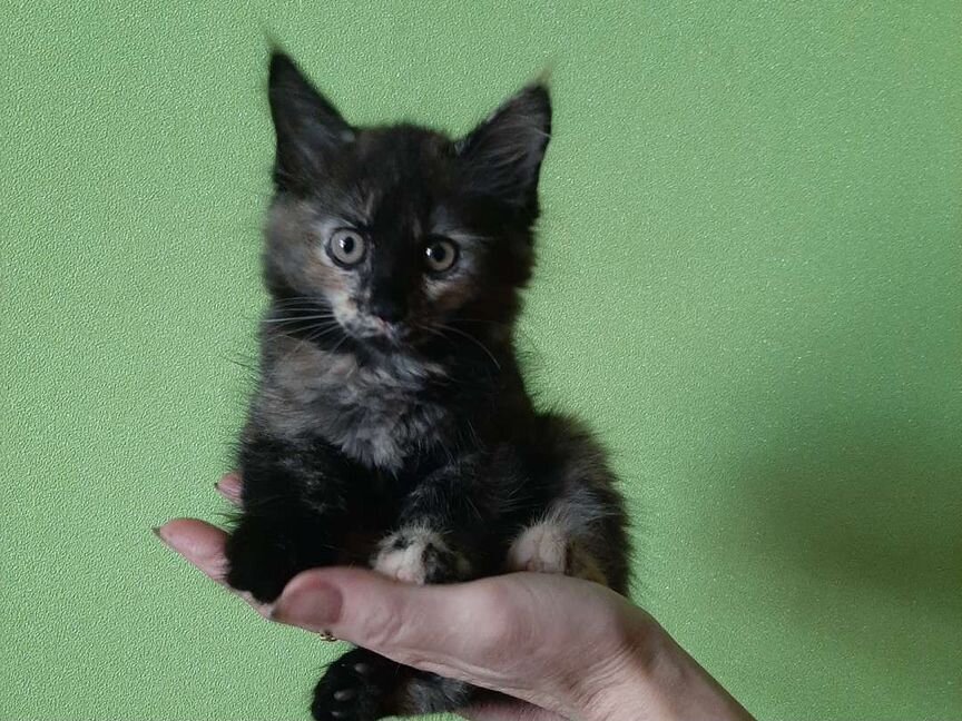 Кошка в дар