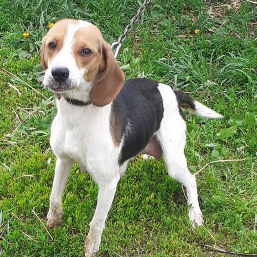 Эстонская гончая, взрослый пёс