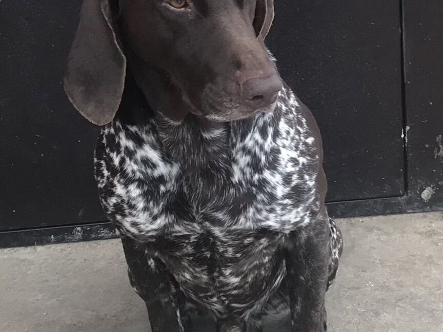 Продаю щенков Курцхаар