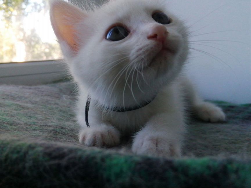 Котята породистые бесплатно