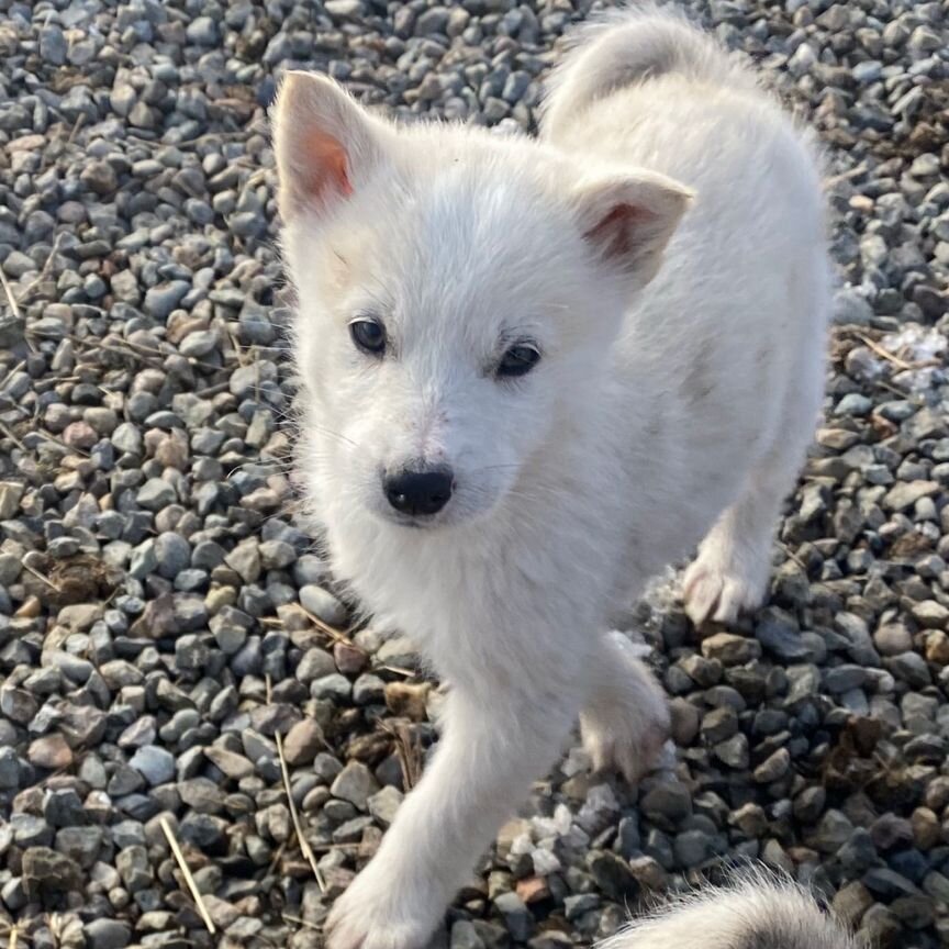 Щенки лайки породистые