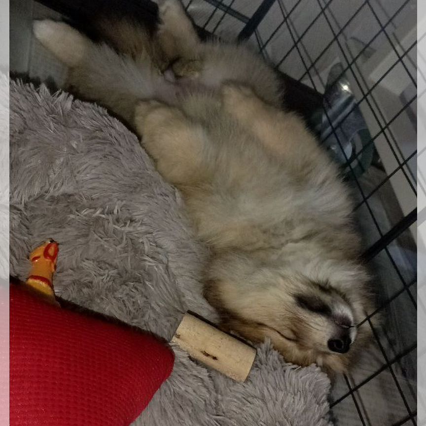 Померанский шпиц, щенок