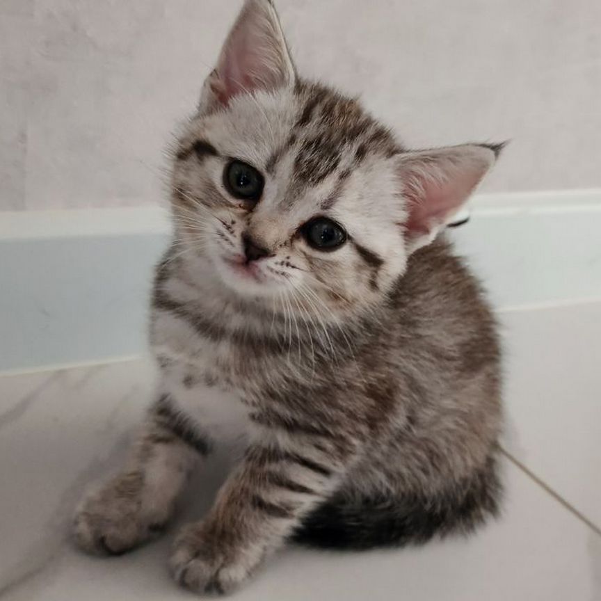 Шотландский вислоухий короткошёрстный котёнок