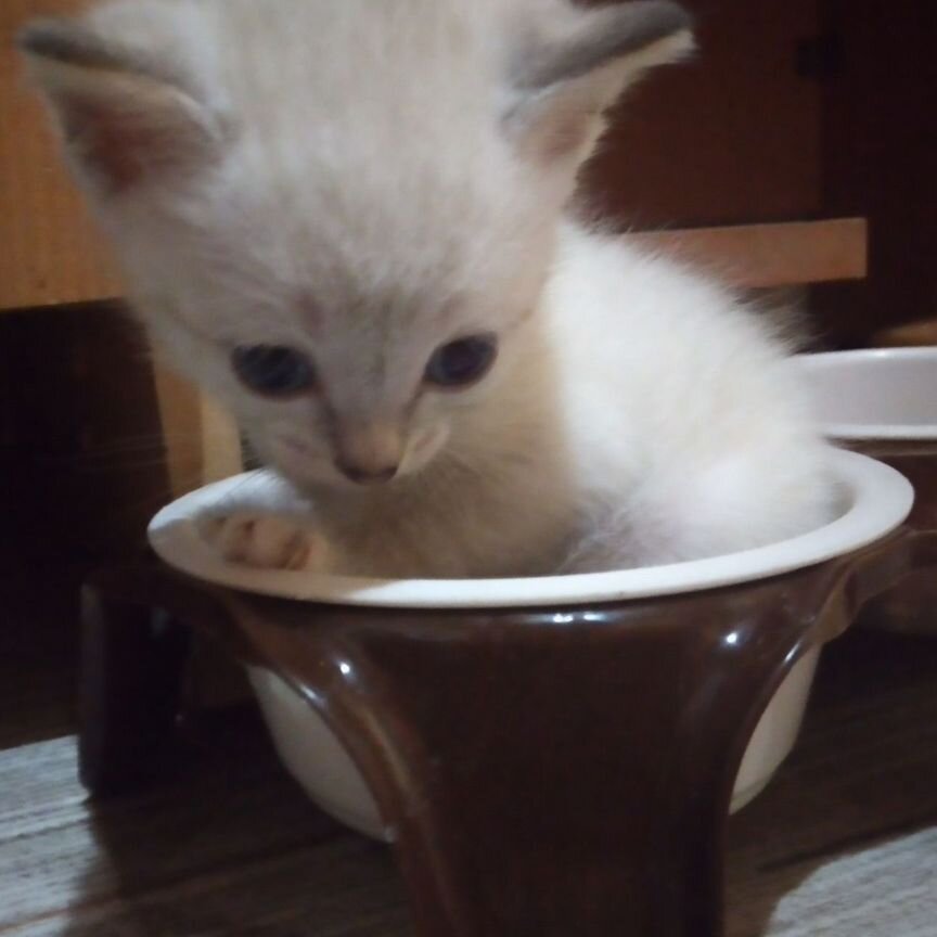 Сиамская кошечка бесплатно