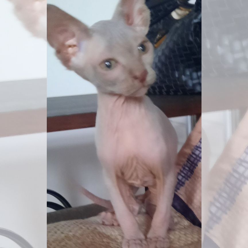 Котята сфинкс