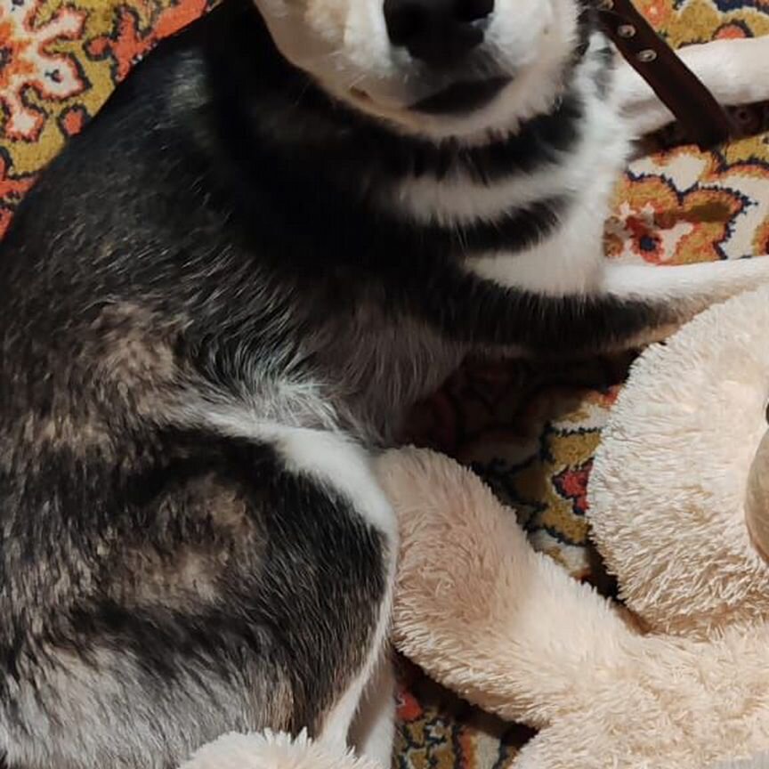 Пальма ищет дом