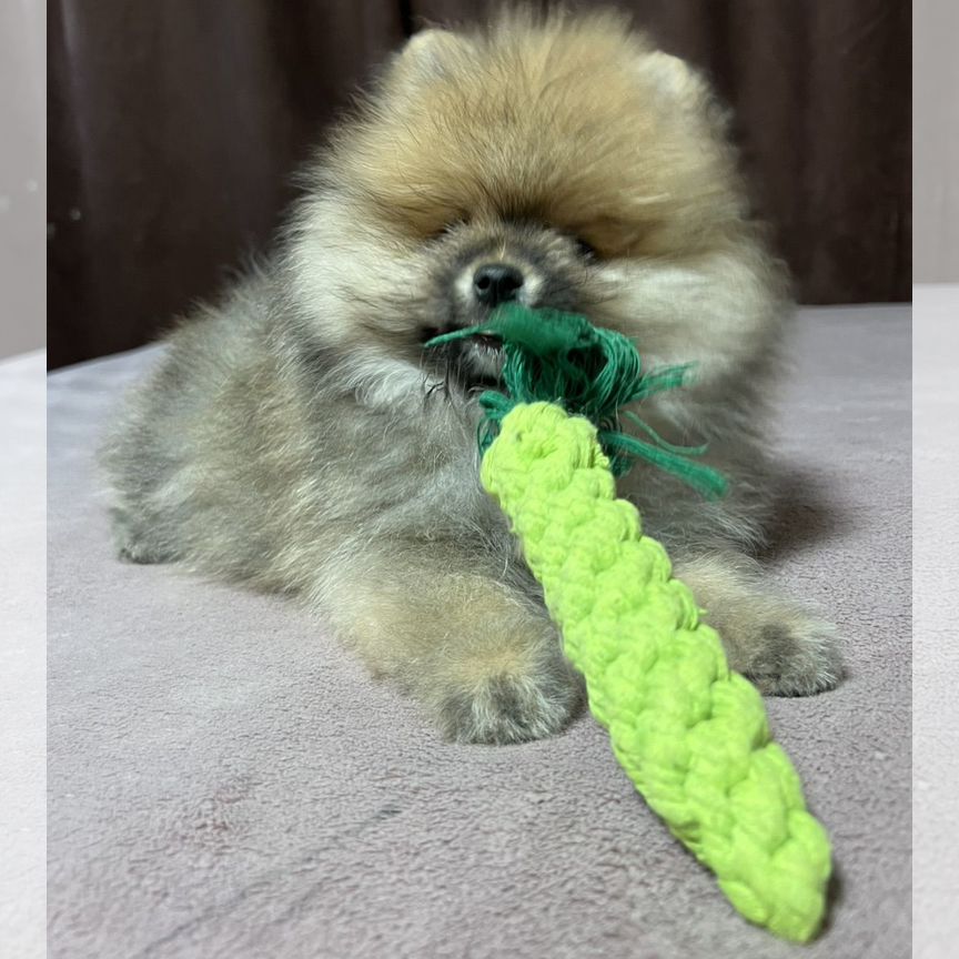 Померанский шпиц, щенок