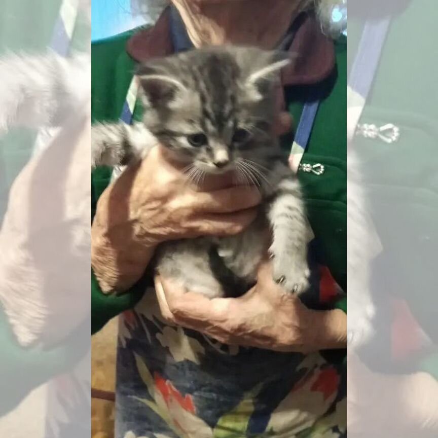 Котёнок в добрые руки